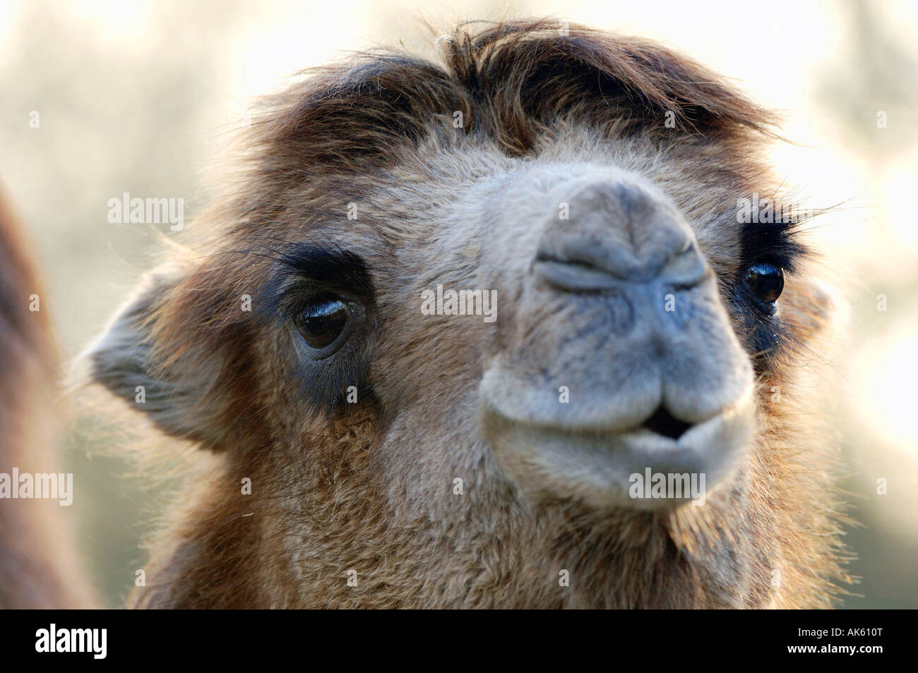 Two humped camel hi-res stock photography and images - Alamy