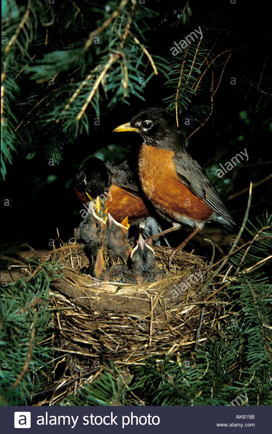 Pair Of Robins Stock Photos & Pair Of Robins Stock Images - Alamy