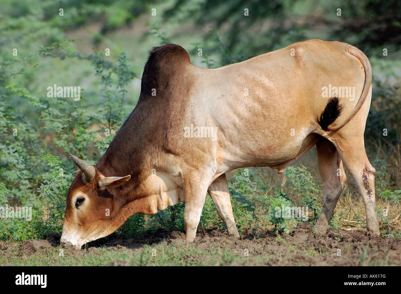 Zebu rajasthan hi-res stock photography and images - Alamy