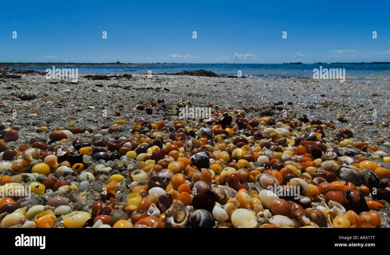 Shells on beach, Brittany, France Stock Photo - Alamy