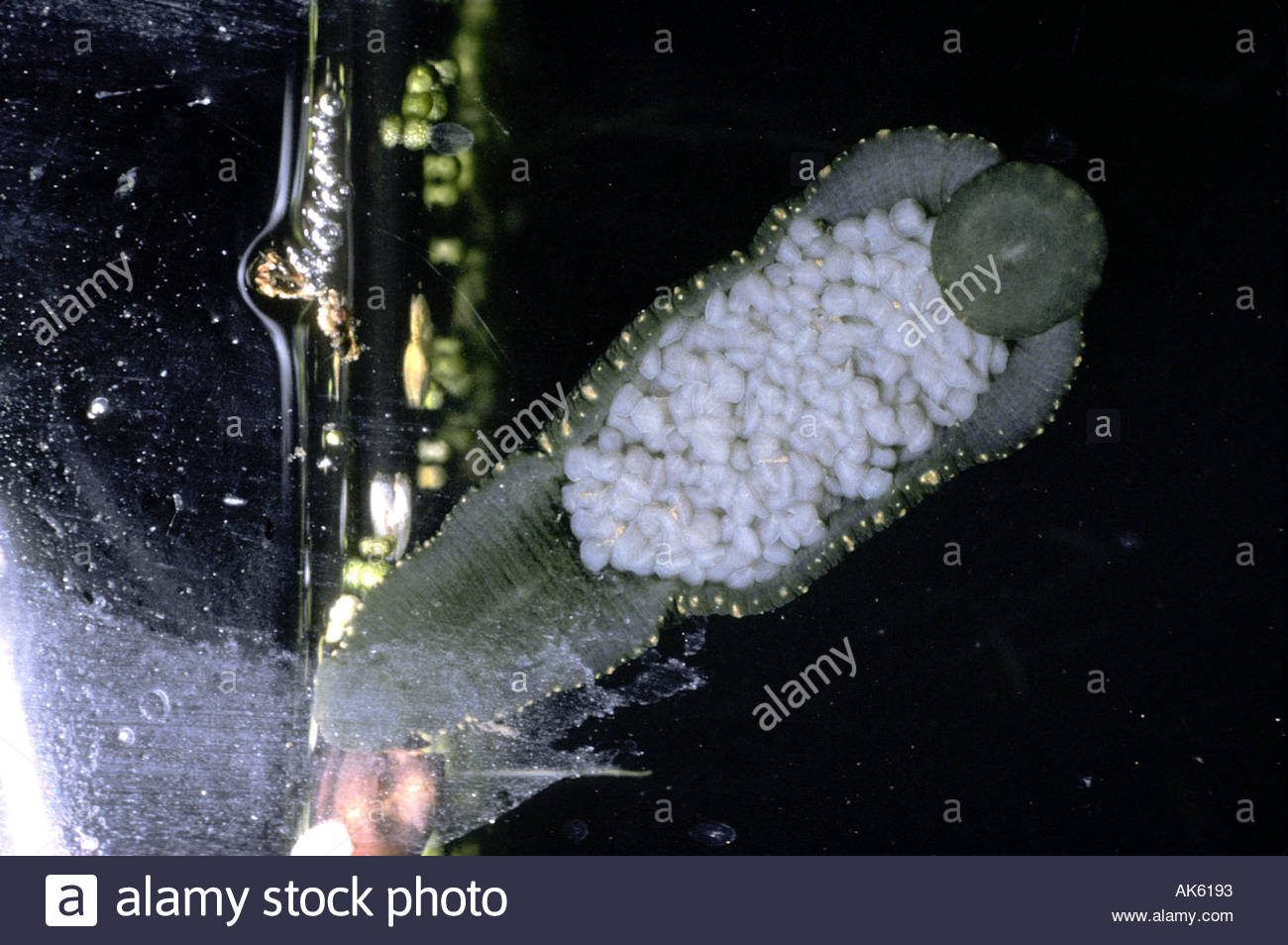 Leech Hirudinea Stock Photos & Leech Hirudinea Stock Images - Alamy