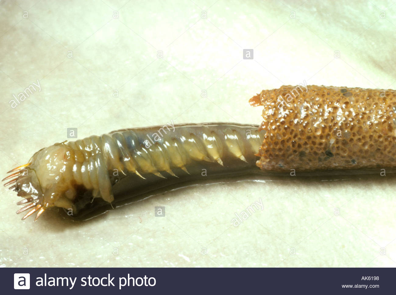 Pectinaria High Resolution Stock Photography and Images - Alamy