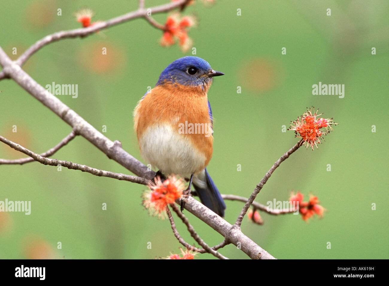 Bluebirds birds songbirds hi-res stock photography and images - Alamy