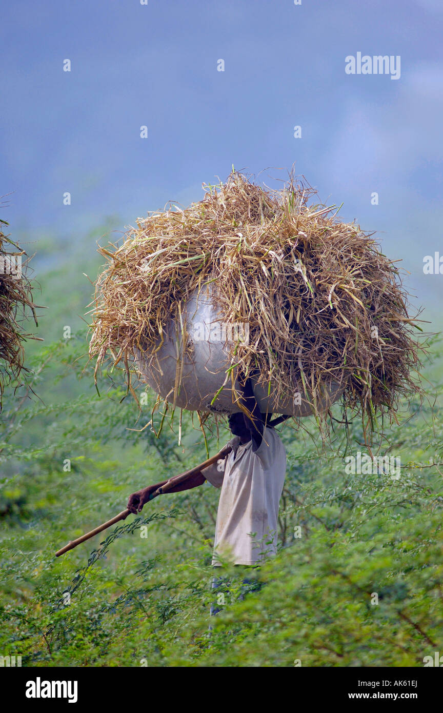 Indian man carrying bale of hay on head hi-res stock photography and ...