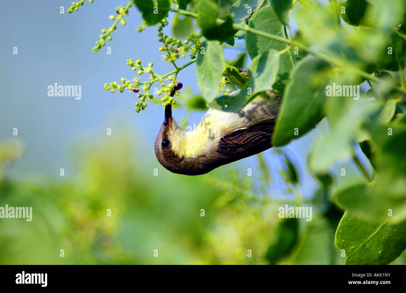 Sunbird asia hi-res stock photography and images - Alamy
