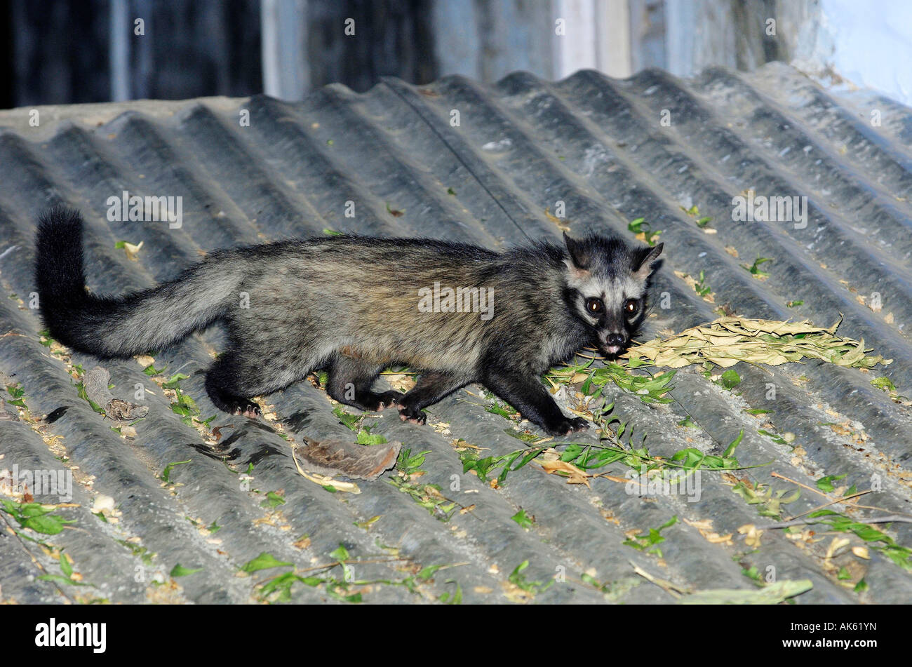 Common Palm Civet Baby