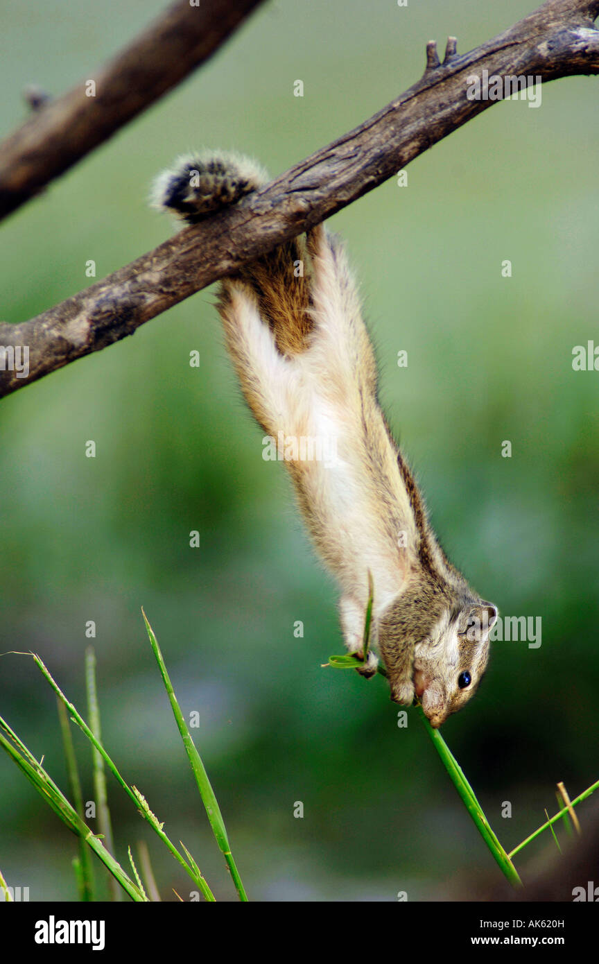 Indian Palm Squirrel Stock Photo - Alamy