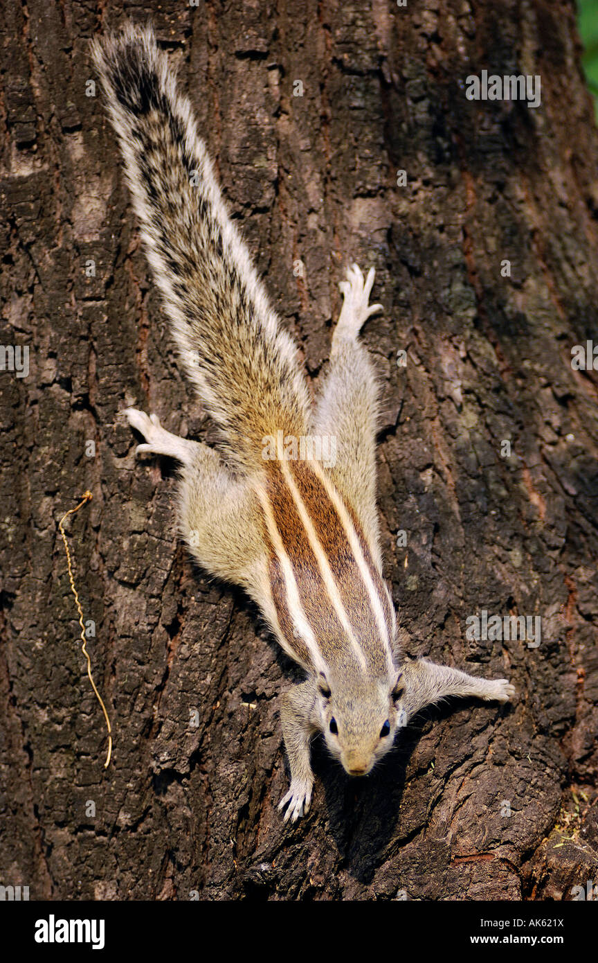 Indian Palm Squirrel Stock Photo - Alamy