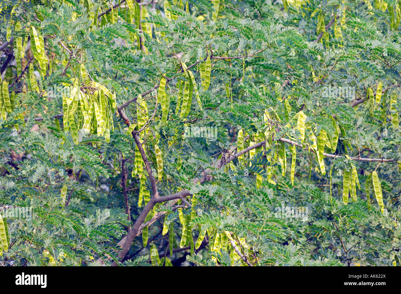 Prosopis juliflora hi-res stock photography and images - Alamy