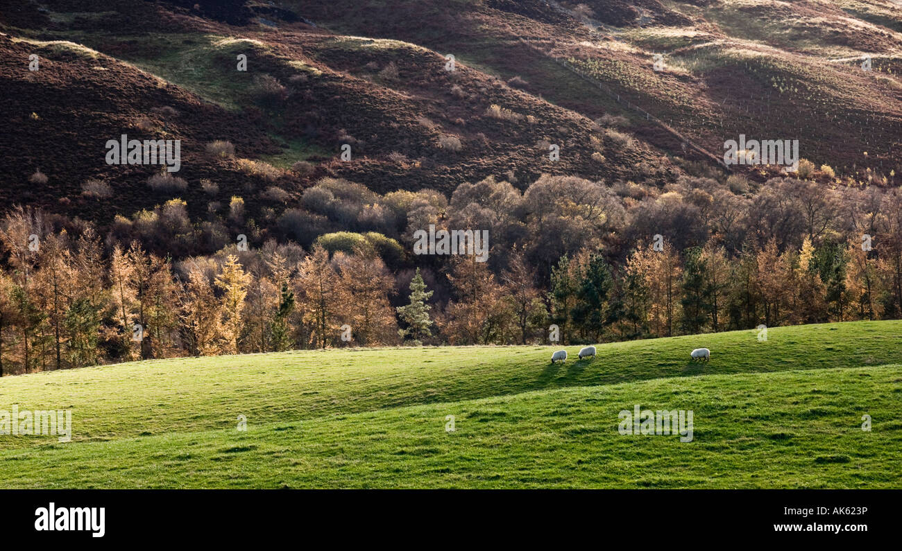 Yarrow Valley Scottish Borders UK in autumn with grouse moors Stock ...