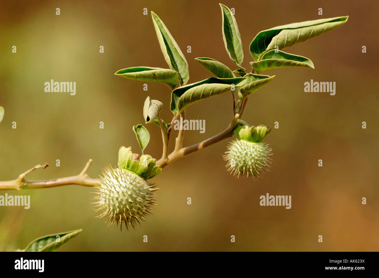 Downy thorn hi-res stock photography and images - Alamy