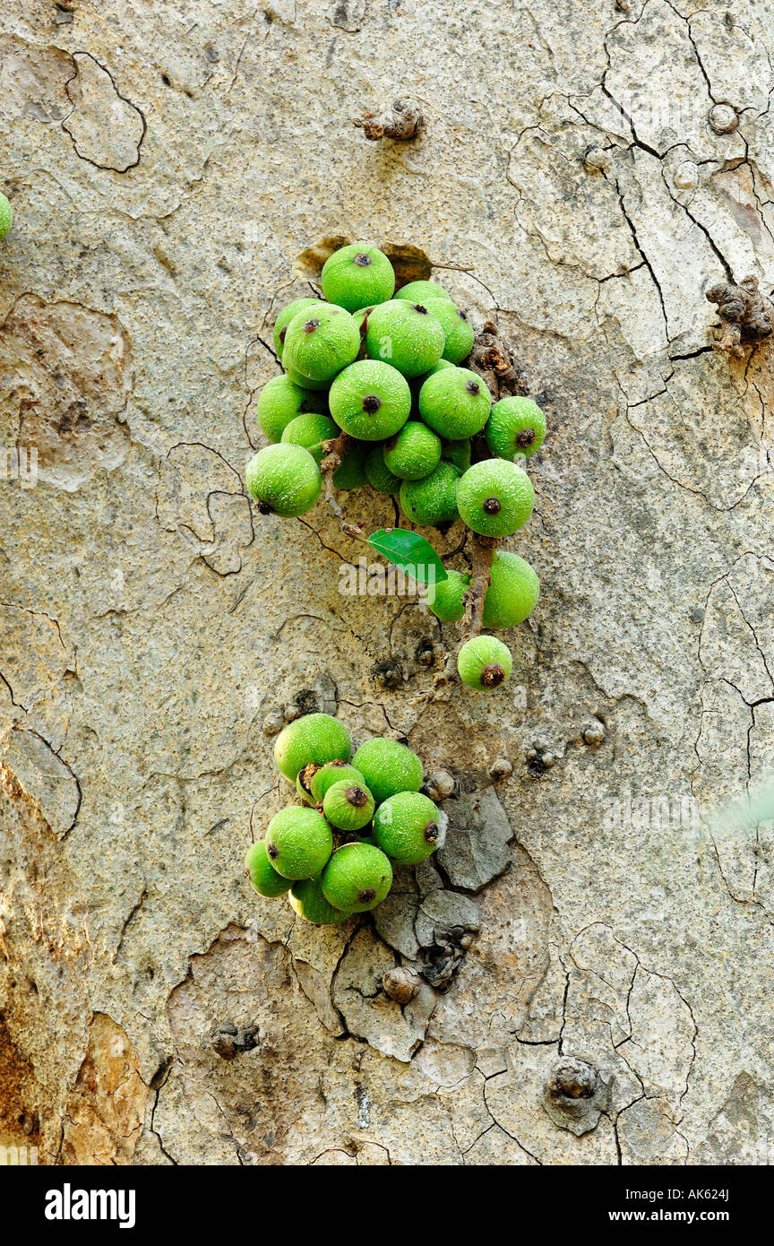Aswattha tree hi-res stock photography and images - Alamy