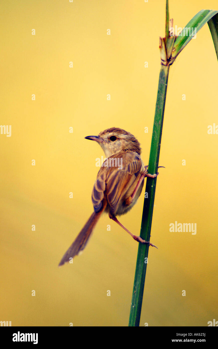 India prinia inornata hi-res stock photography and images - Alamy