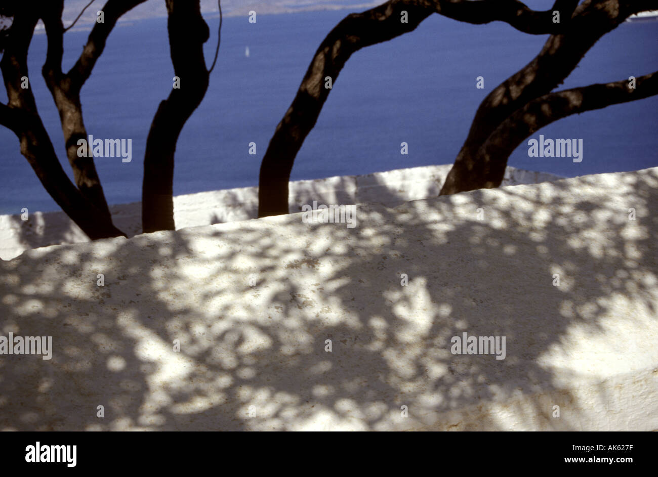 Tree shadow detail Stock Photo - Alamy