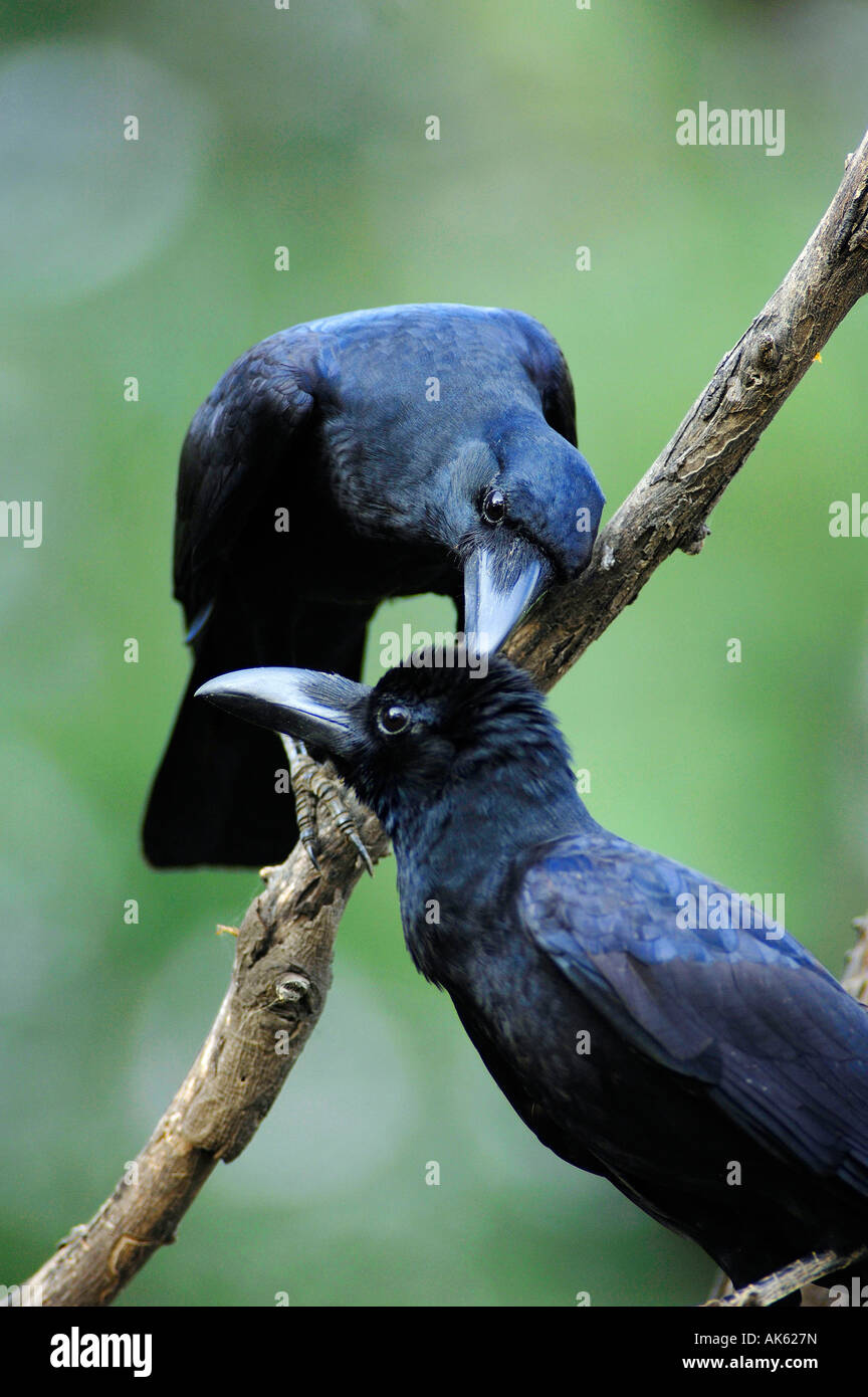 Jungle crows hi-res stock photography and images - Alamy