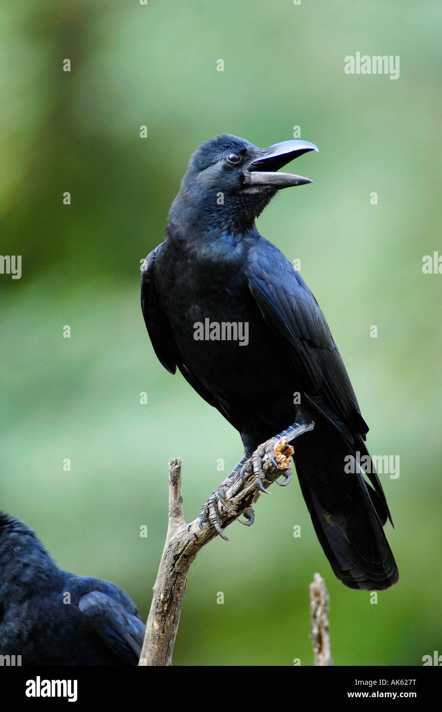 Jungle Crow Stock Photo - Alamy