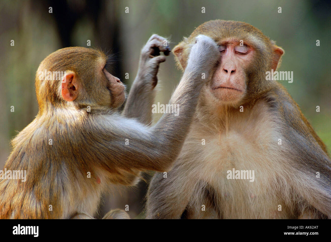 Rhesus hi-res stock photography and images - Alamy