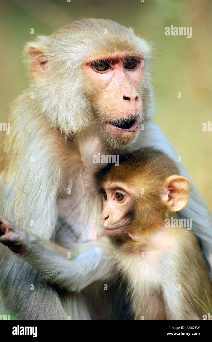 Macaque monkey calling hi-res stock photography and images - Alamy