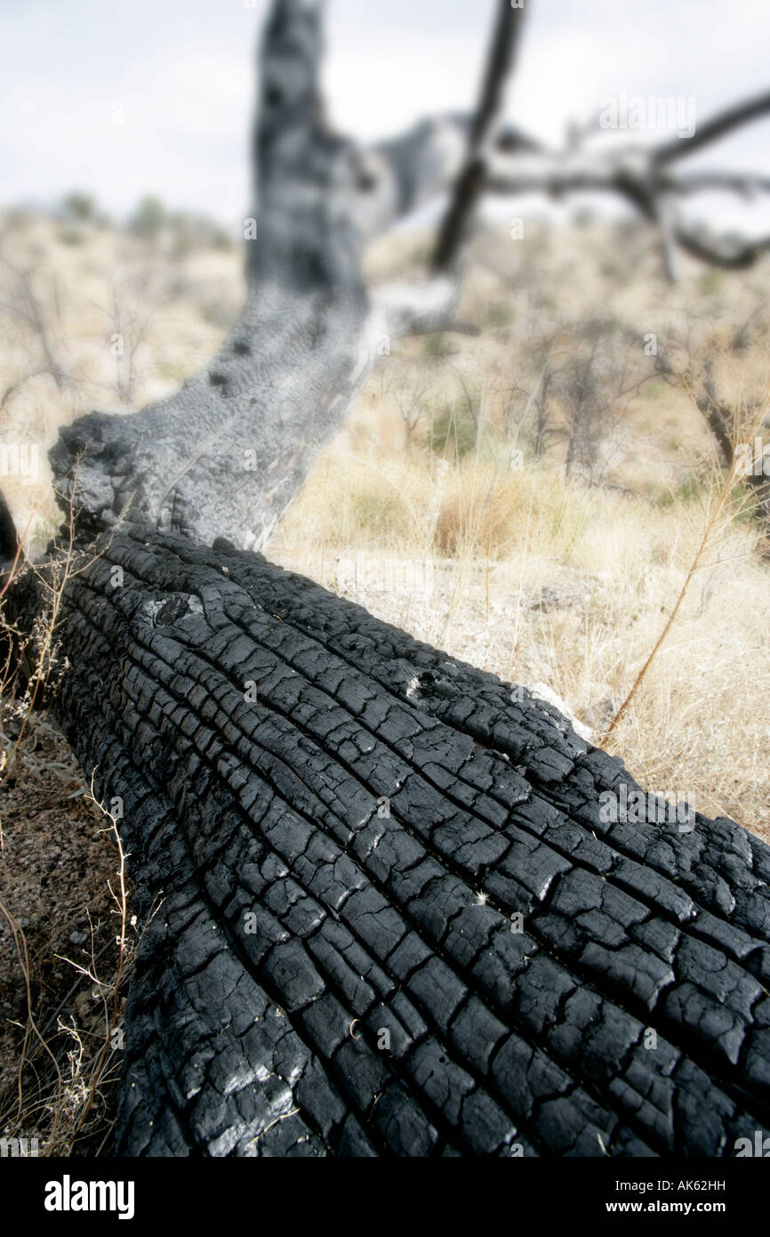 A tree burned and charred in a forest fire Stock Photo - Alamy
