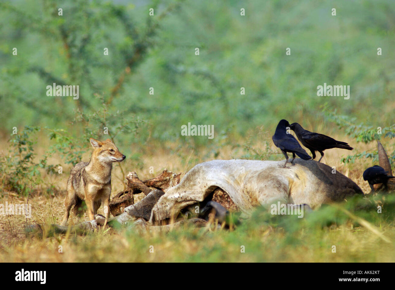 Golden Jackal and Jungle Crow Stock Photo - Alamy