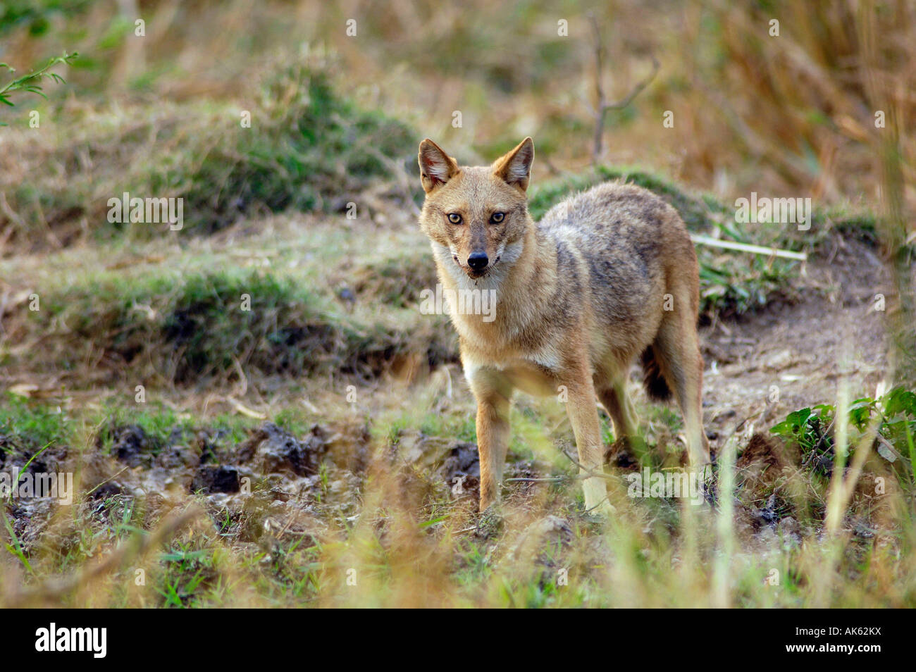 Jackal india rajasthan hi-res stock photography and images - Alamy