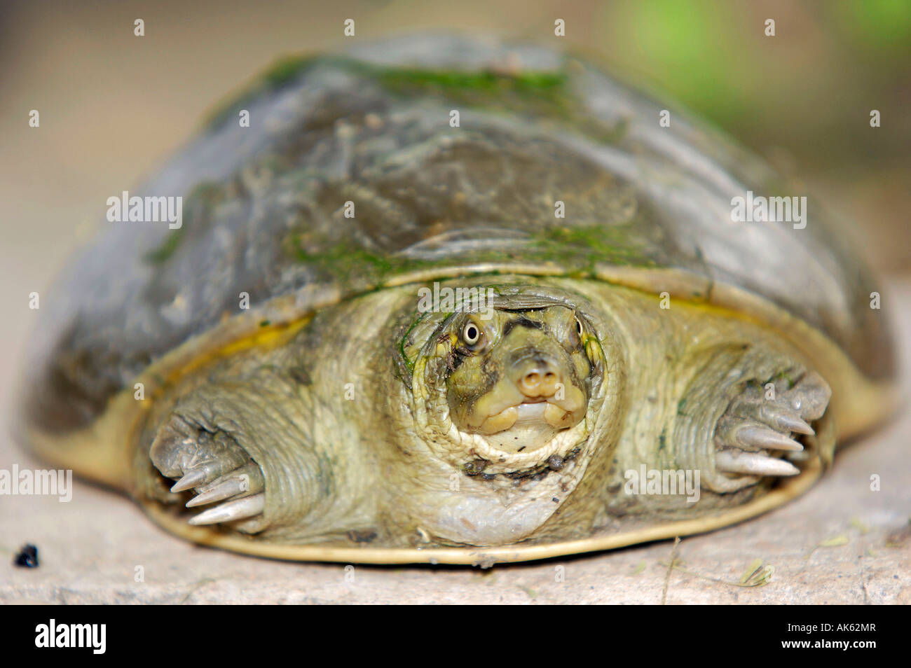 Indian flapshell turtle india hi-res stock photography and images - Alamy