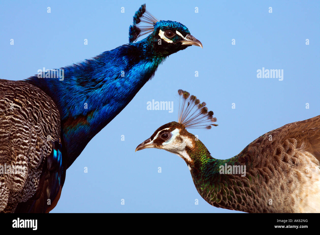 Peacock pair hi-res stock photography and images - Alamy