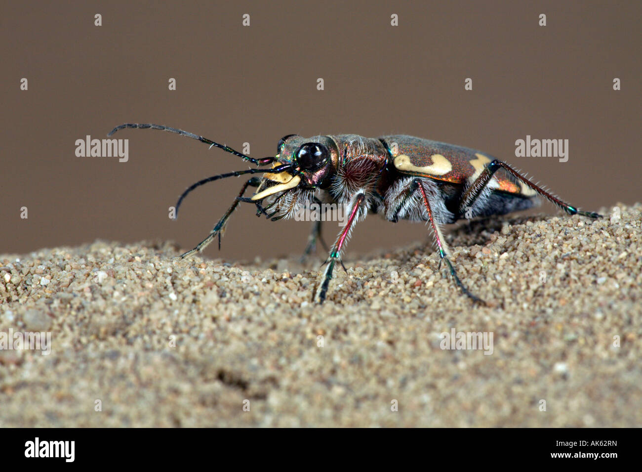 Dune Tiger Beetle Stock Photo - Alamy