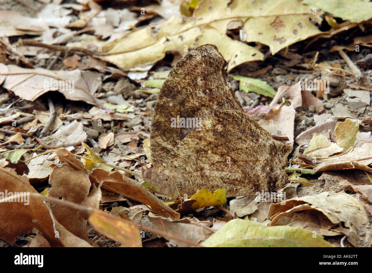 India elymnias hypermnestra hi-res stock photography and images - Alamy