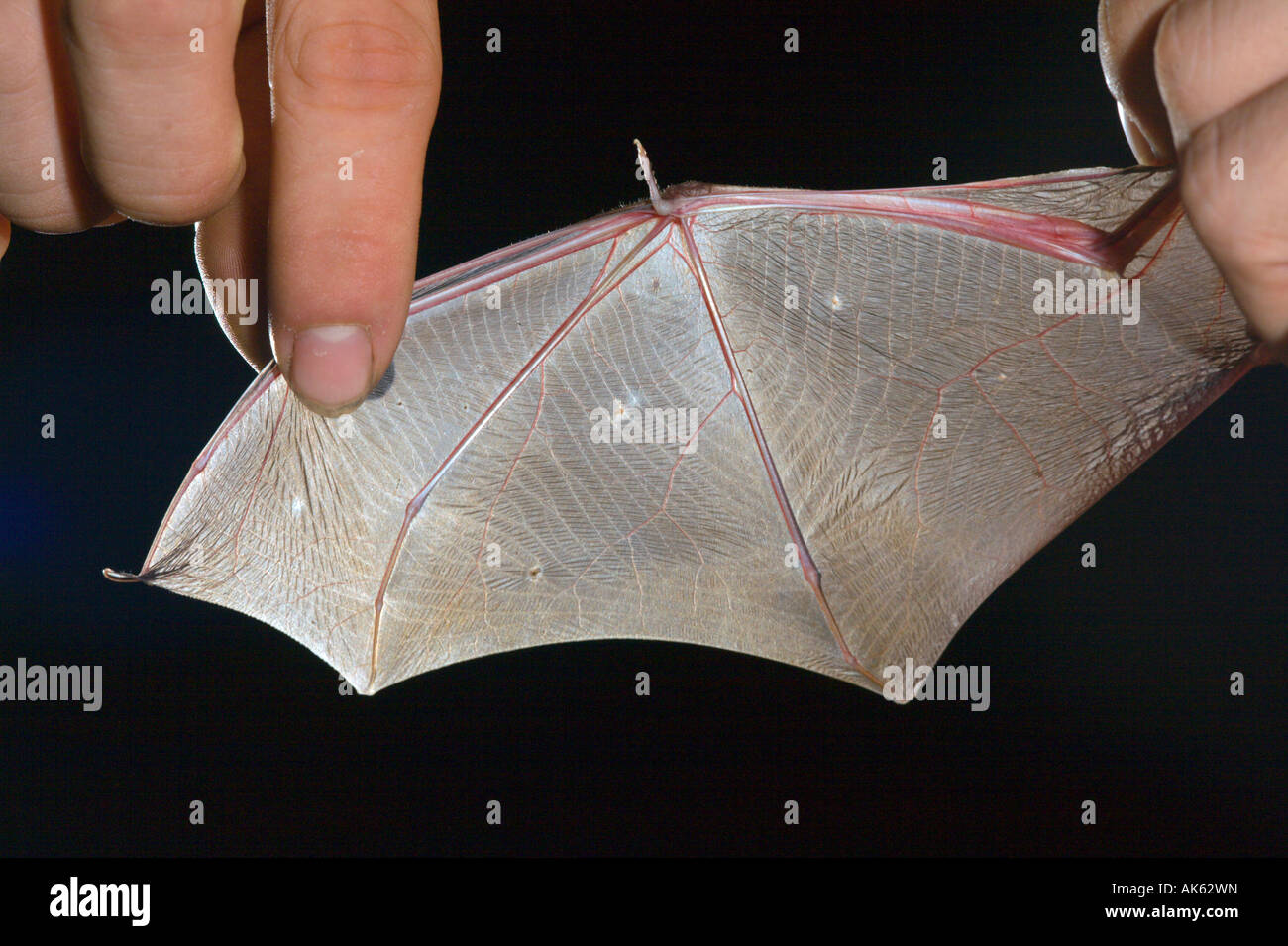 Bechsteins bat myotis bechsteinii hi-res stock photography and images ...