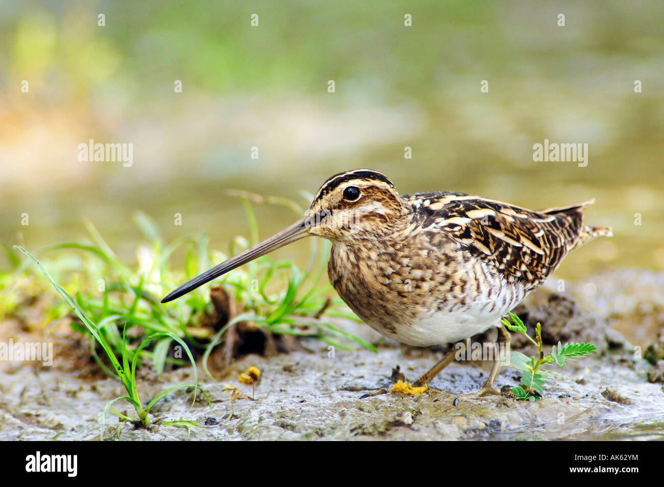 Snipe india hi-res stock photography and images - Alamy
