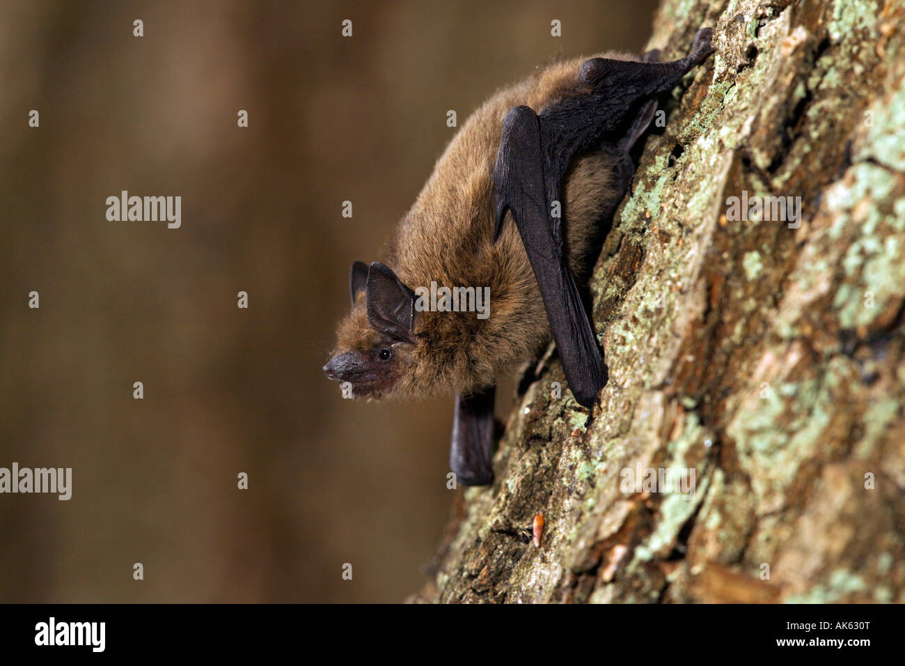 Common pipistrelle bat hi-res stock photography and images - Alamy
