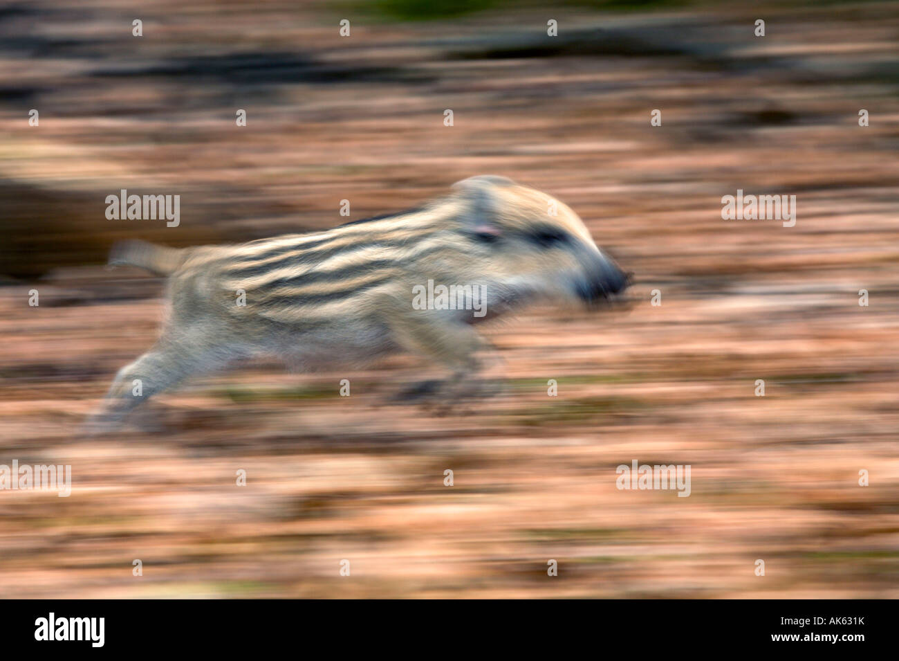 Juvenile wild boar running hi-res stock photography and images - Alamy