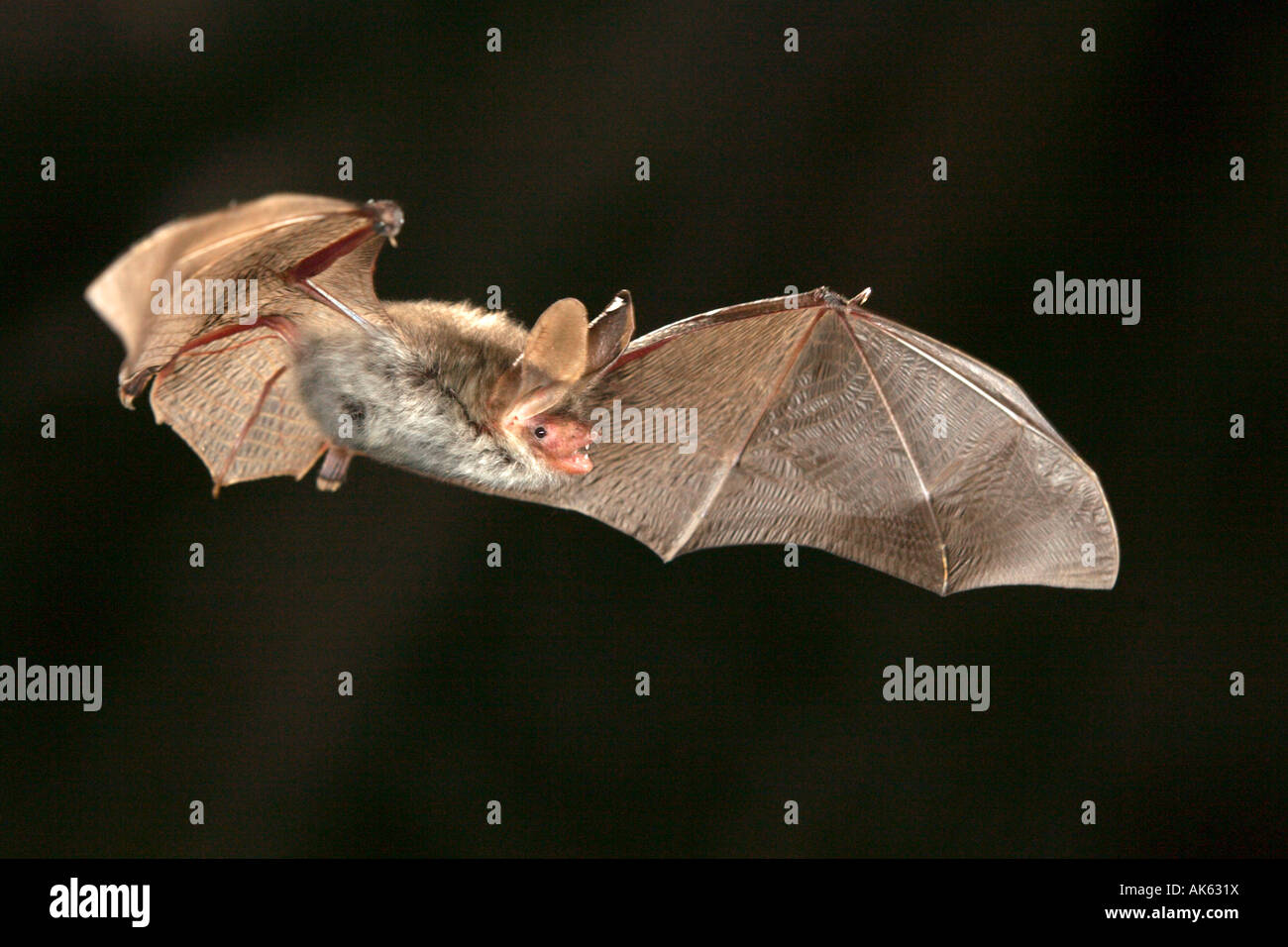 Bechsteins bat myotis bechsteinii hi-res stock photography and images ...