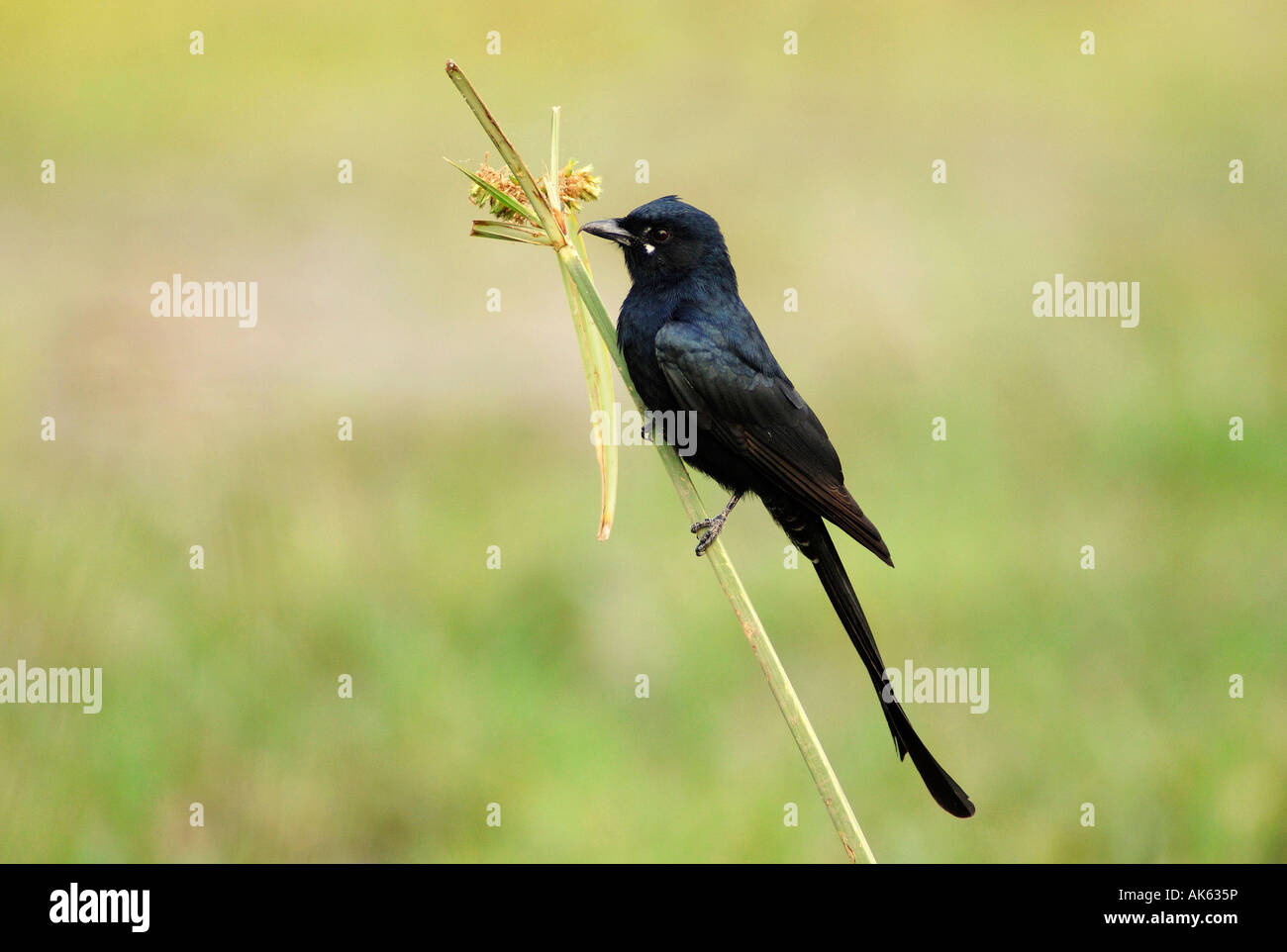 India dicrurus macrocerus hi-res stock photography and images - Alamy