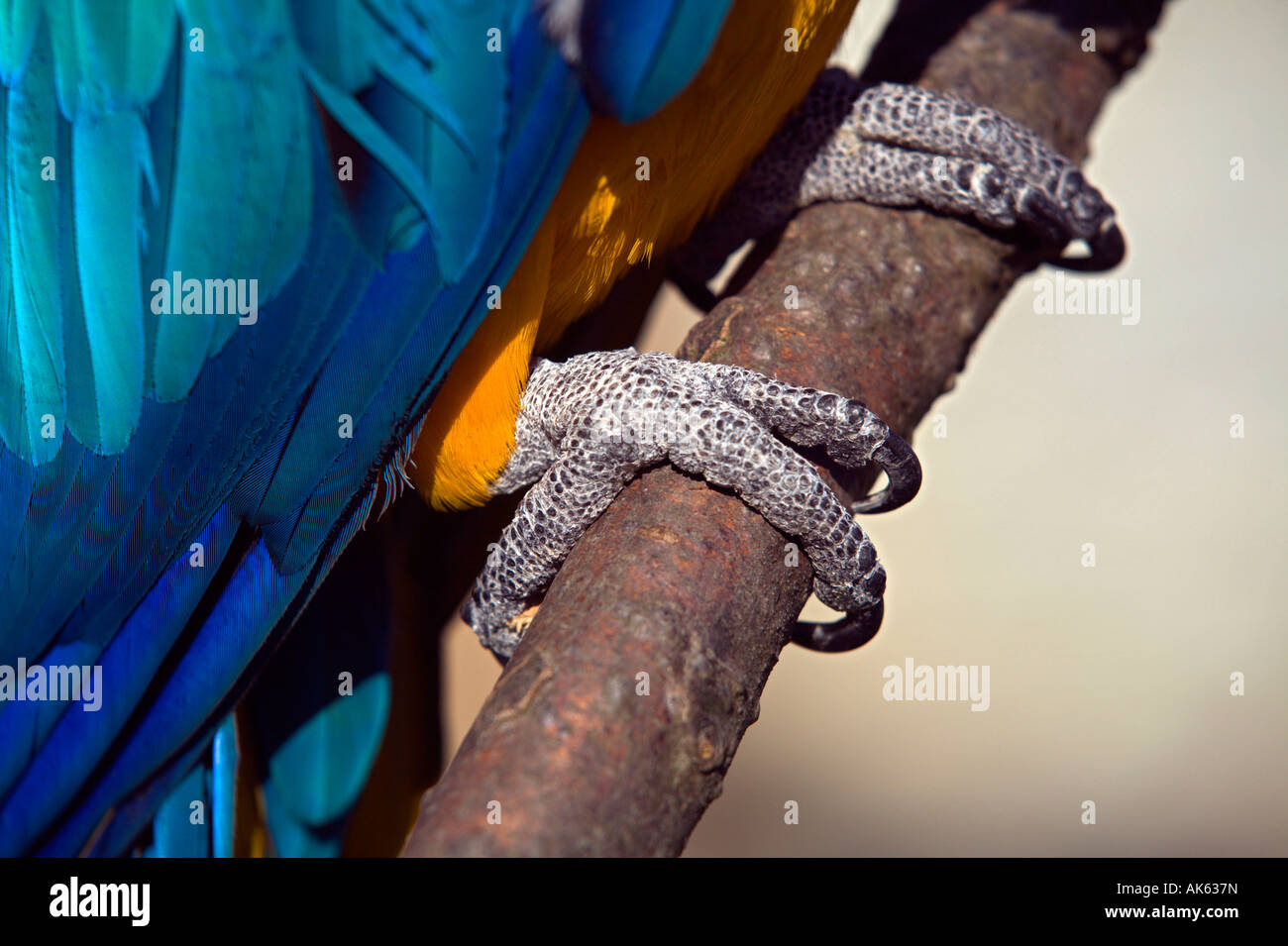 Parrot feet macaw hi-res stock photography and images - Alamy