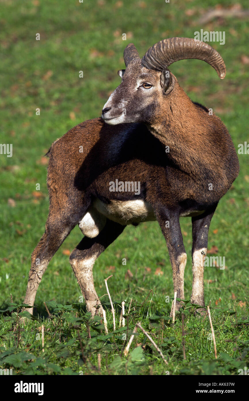 Mouflon standing hi-res stock photography and images - Alamy