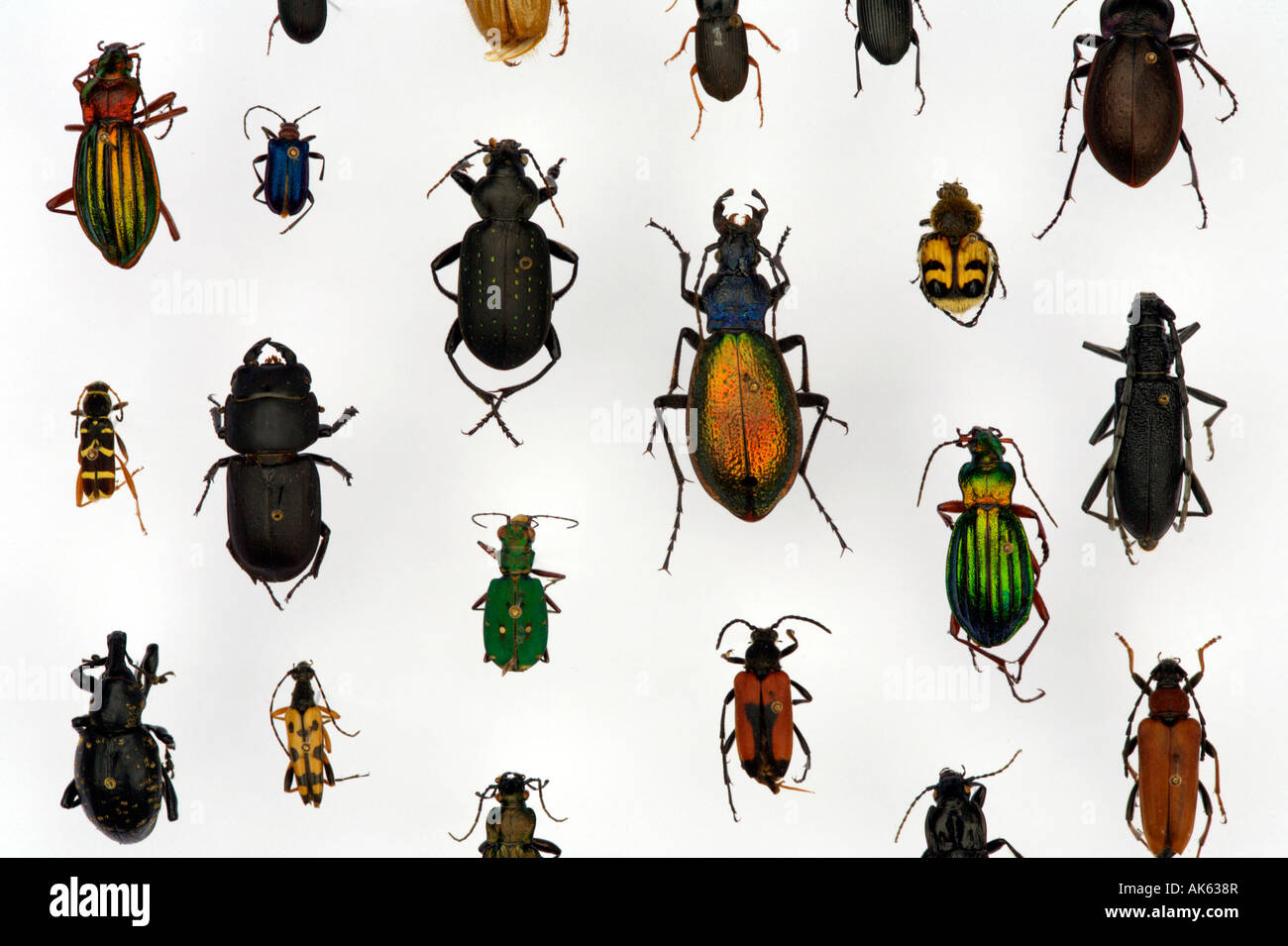 Case beetle hi-res stock photography and images - Alamy
