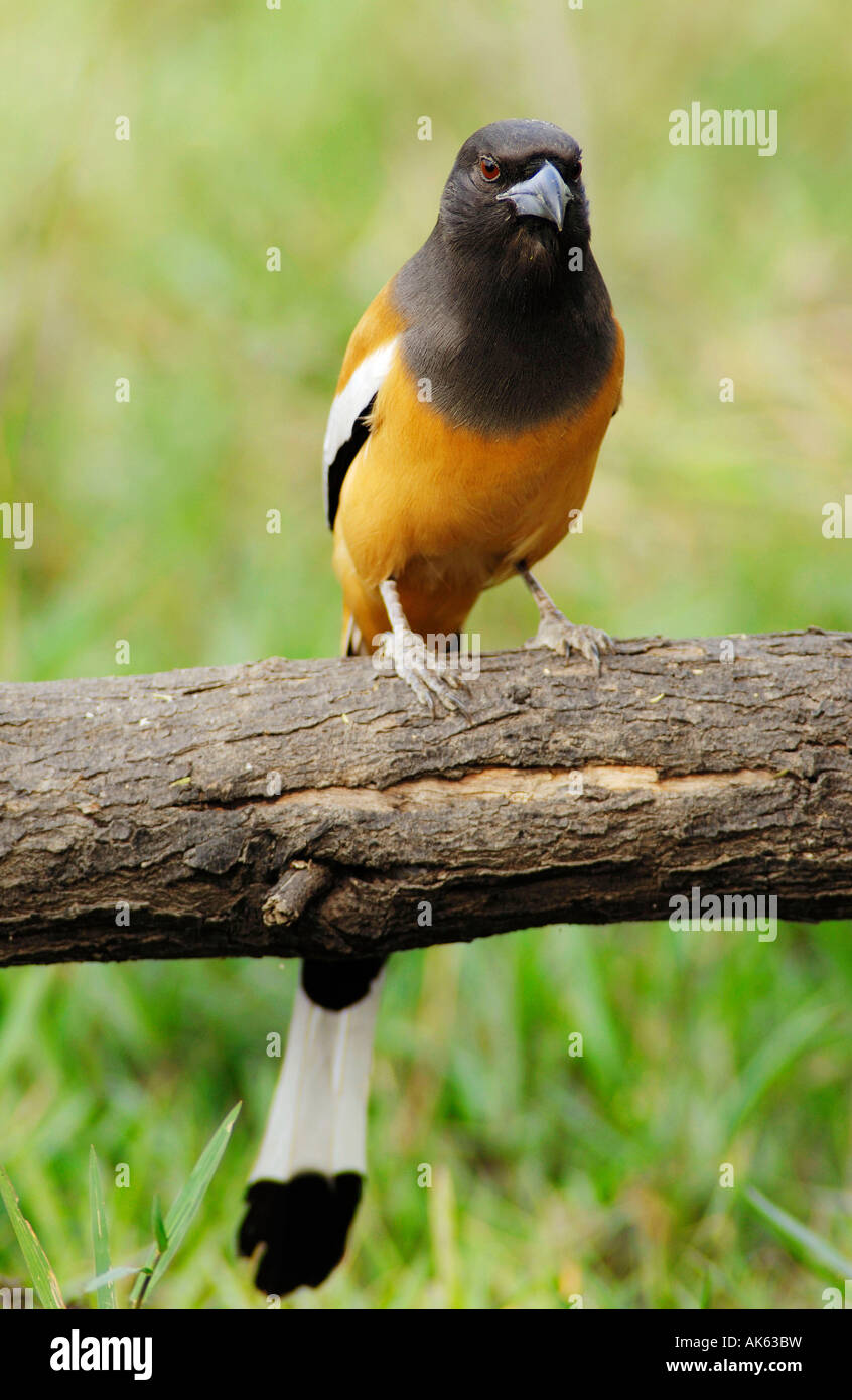 Treepie hi-res stock photography and images - Alamy