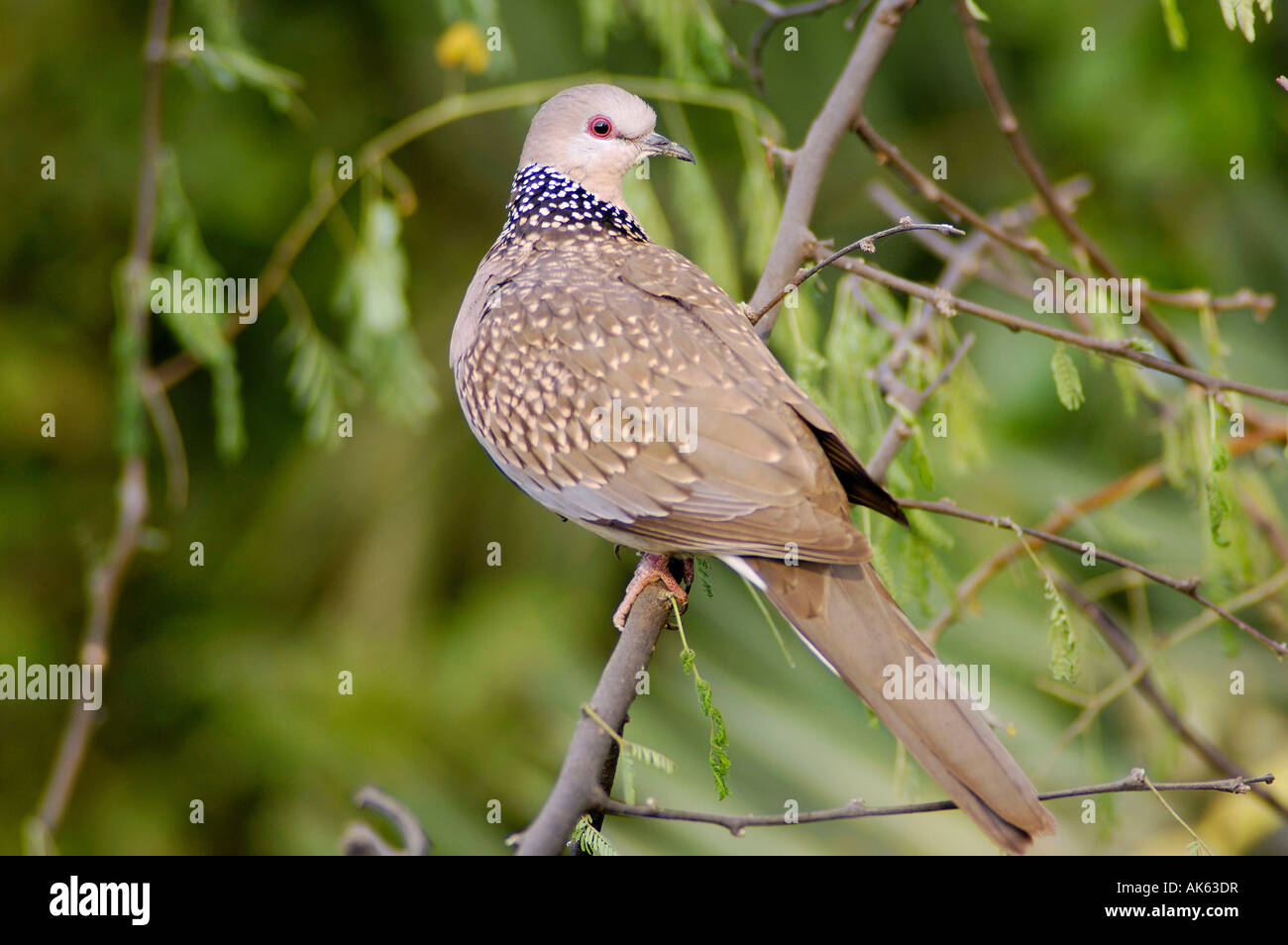Spotted dove streptopelia chinensis adult hi-res stock photography and ...