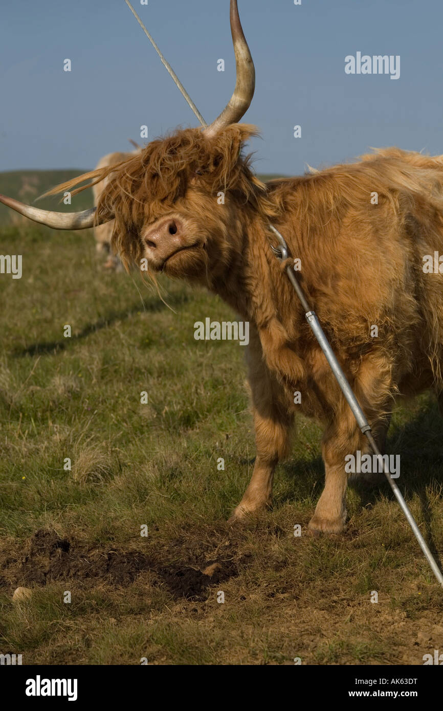 Cow Scratching Scratch Stock Photos & Cow Scratching Scratch Stock ...