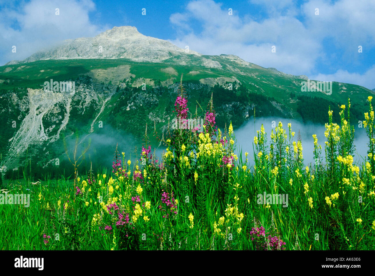 Native flora of switzerland hi-res stock photography and images - Alamy