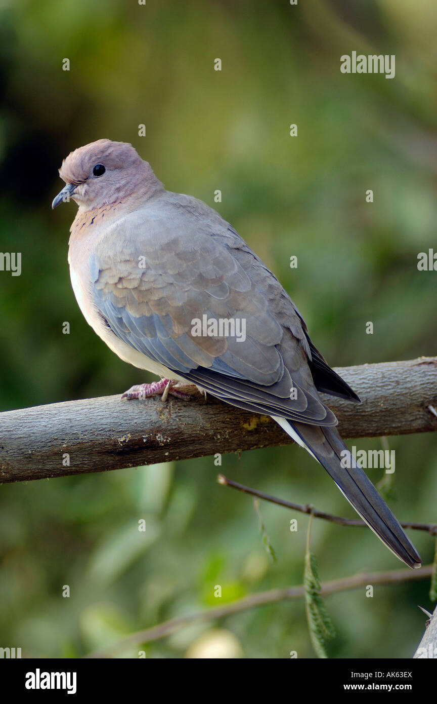 Laughing dove india hi-res stock photography and images - Alamy