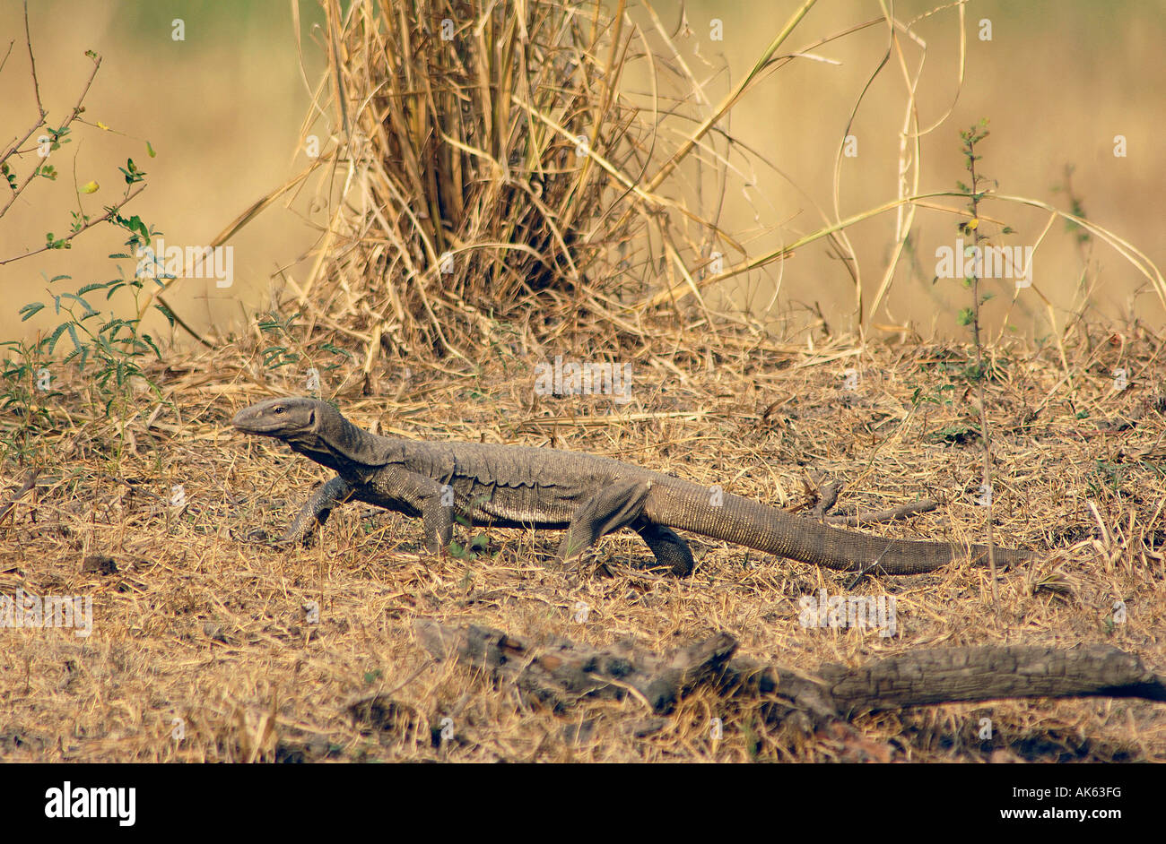 India varanus bengalensis bengal monitor hi-res stock photography and ...