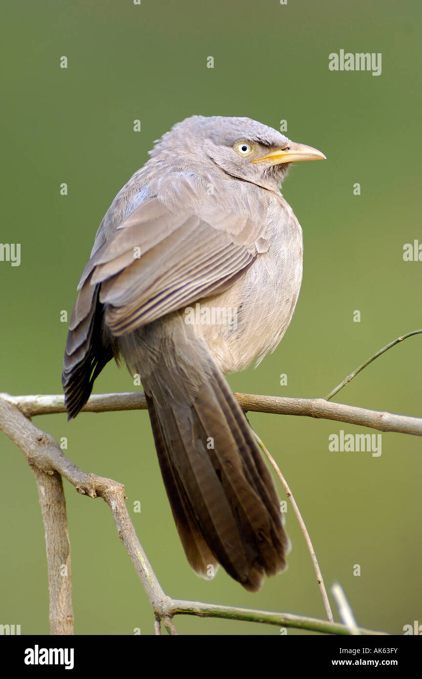 Jungle babbler turdoides striatus adult hi-res stock photography and ...