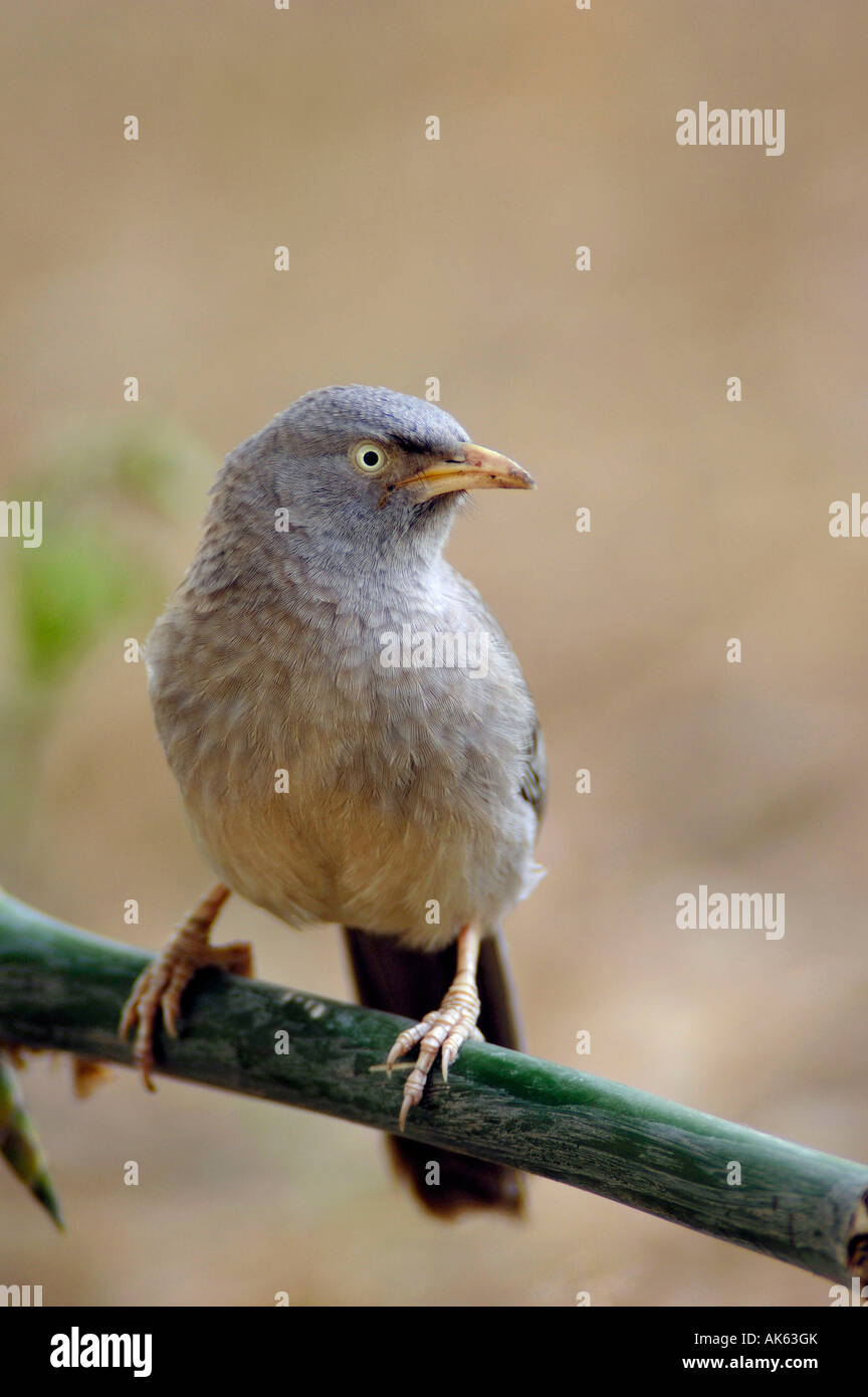 Jungle babbler turdoides striatus hi-res stock photography and images ...
