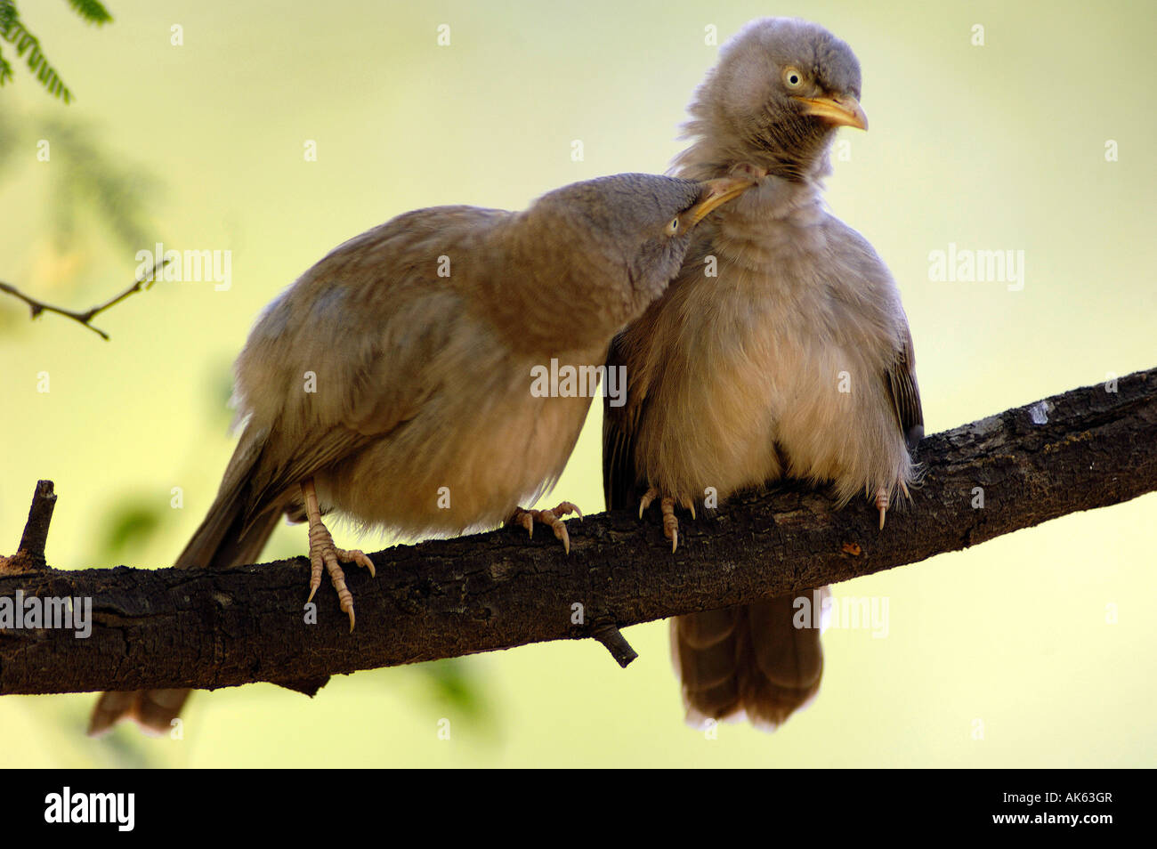 Jungle babbler turdoides striatus hi-res stock photography and images ...