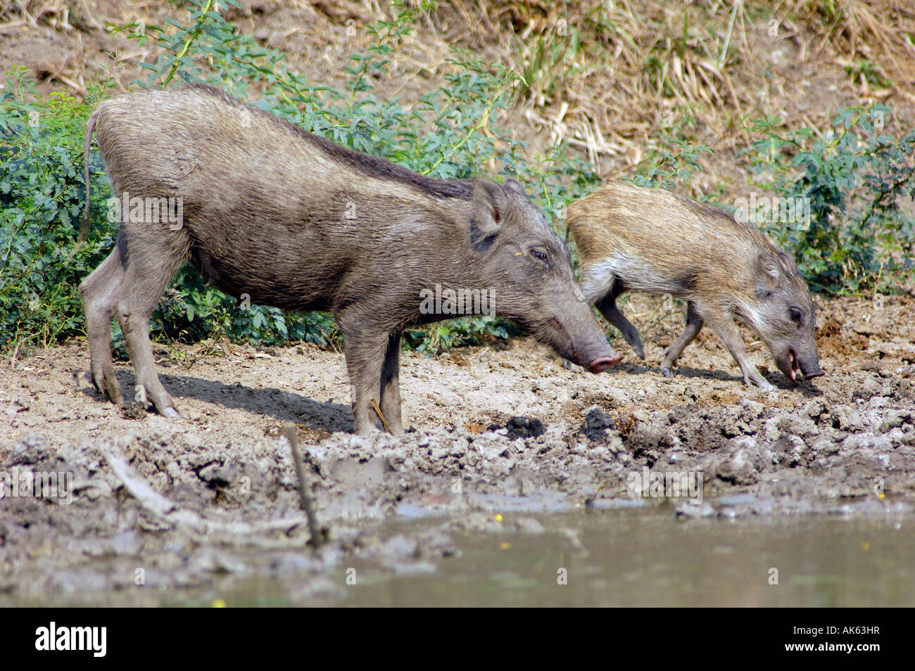 Adult female boar hi-res stock photography and images - Alamy