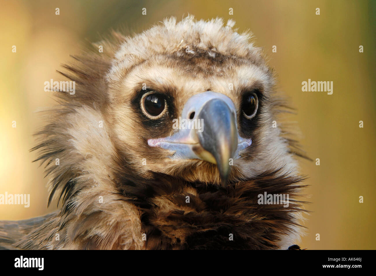 European Black Vulture Stock Photo - Alamy