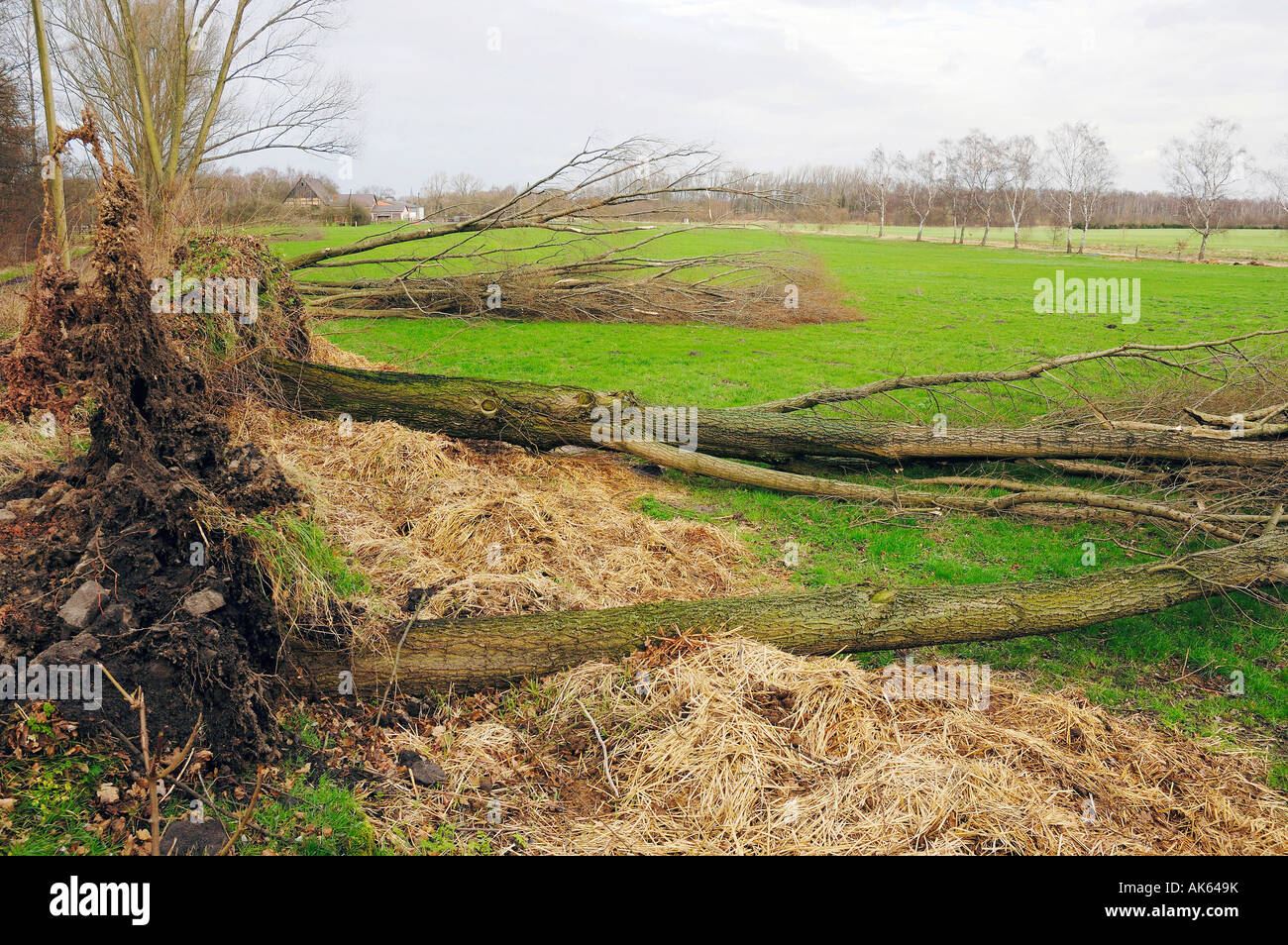 Poplar populus spec hi-res stock photography and images - Alamy